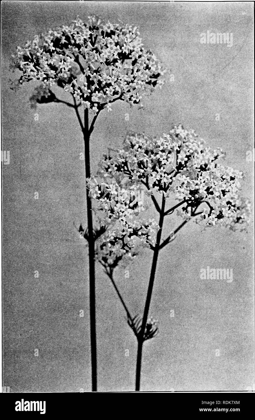 Common valerian valeriana officinalis Black and White Stock Photos ...
