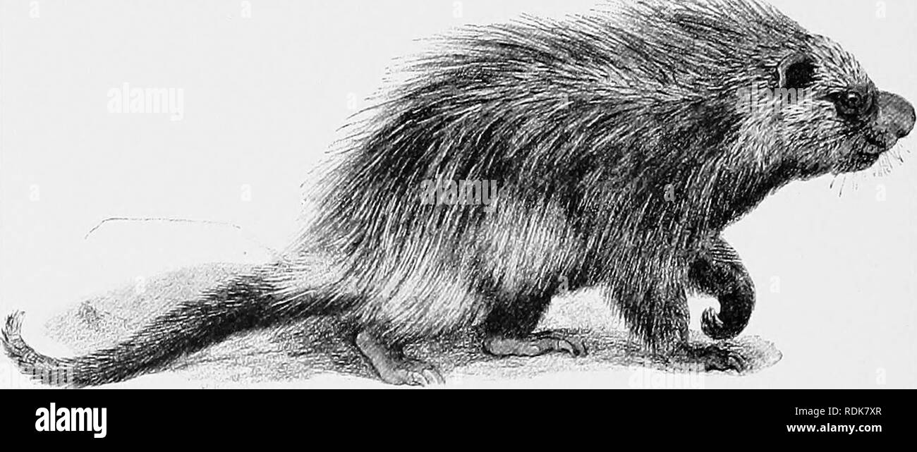 Stumpy toes hi-res stock photography and images - Alamy