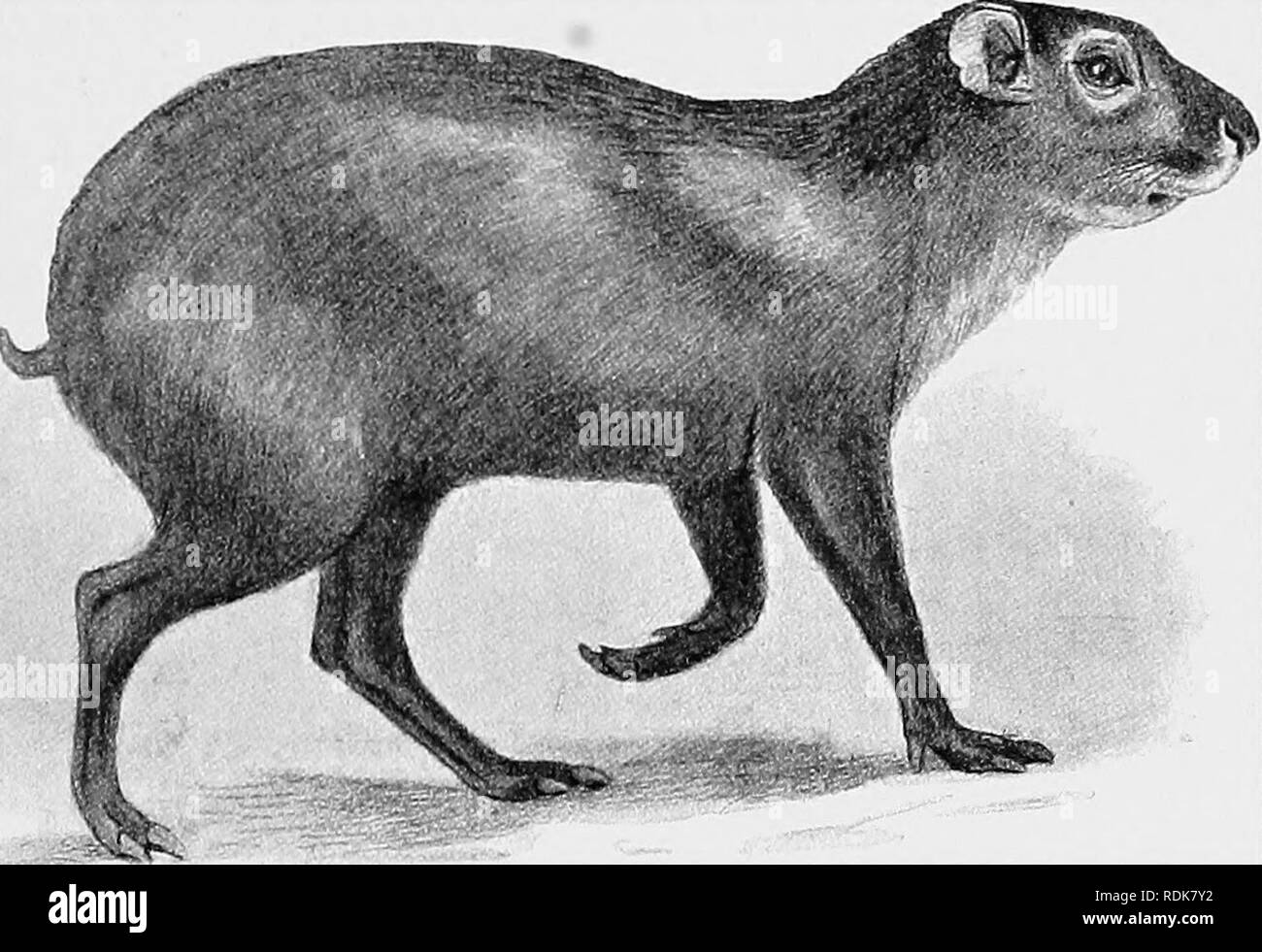 . The Cambridge natural history. Zoology. >;v THE GENUS DINOMYS 495 ...