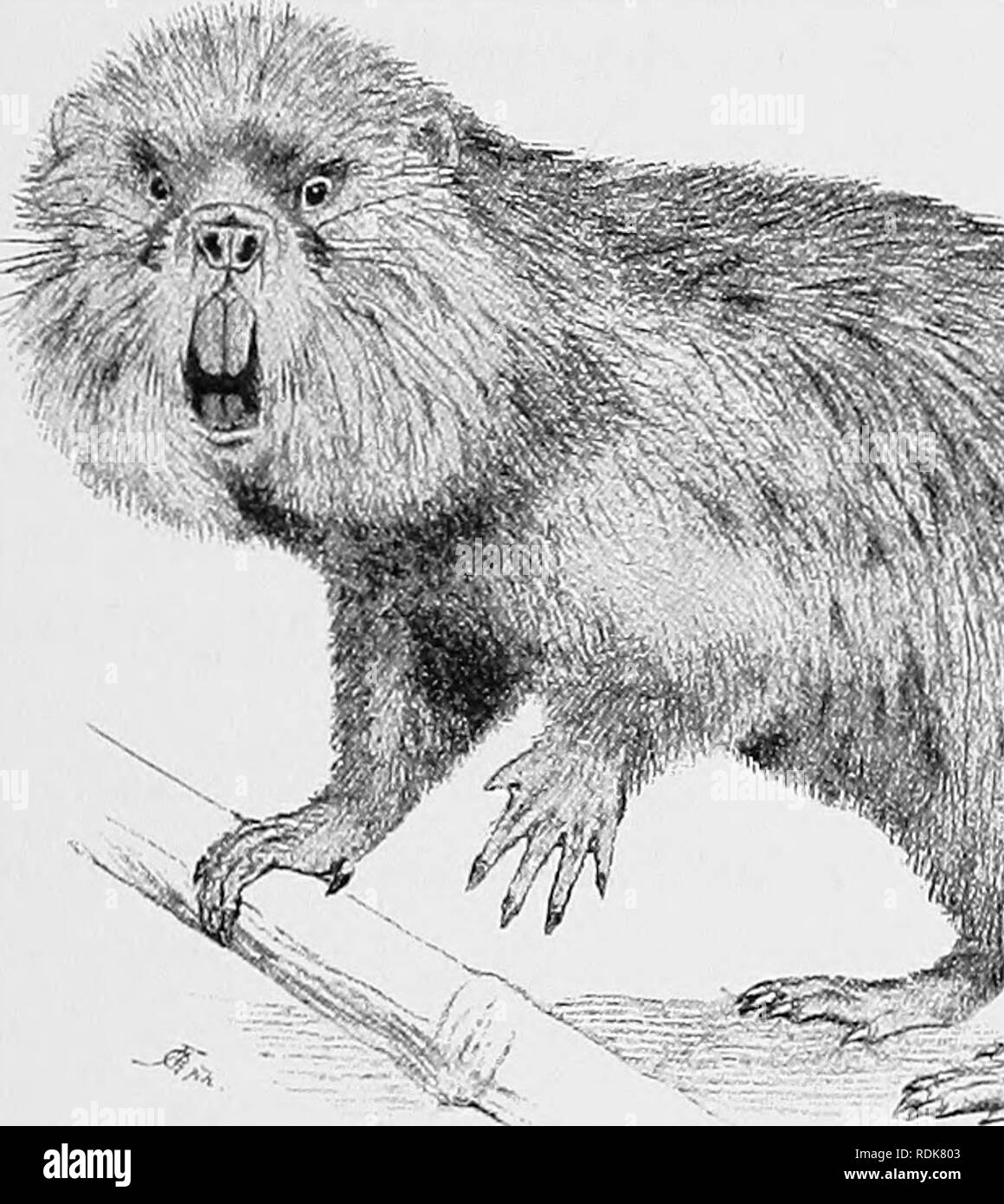 . The Cambridge natural history. Zoology. XV HABITS OF RHIZOMYS 483 ...