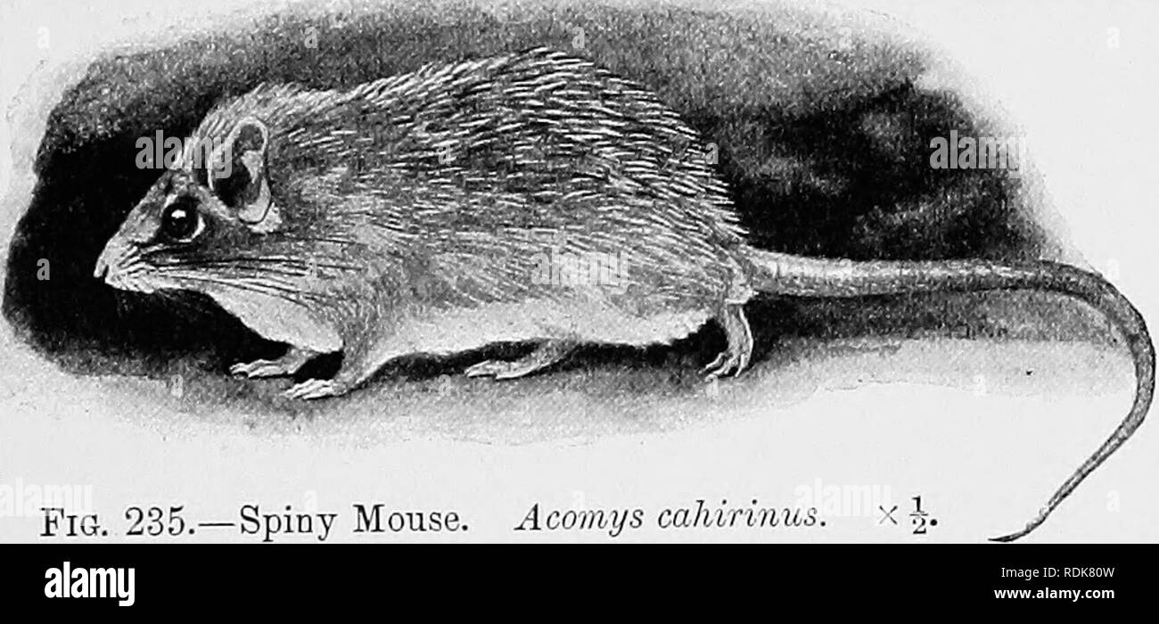 . The Cambridge natural history. Zoology. BARBARY MICE 473 also the ...