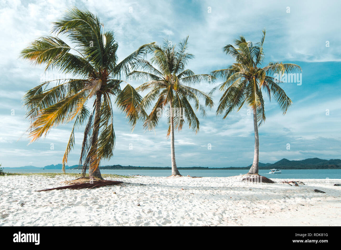 Three Palm Trees on a White Beach in Thailand Stock Photo - Alamy
