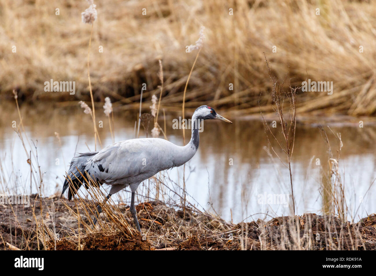 Crane walking by the water's edge on a river Stock Photo - Alamy