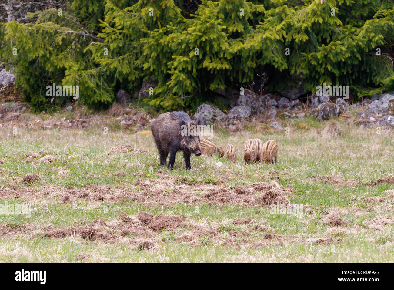 Wild boar with piglets on a field at the forest edge Stock Photo - Alamy