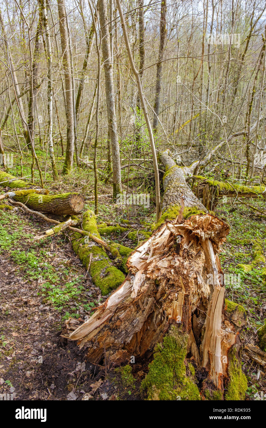 Scrubby trees hi-res stock photography and images - Alamy