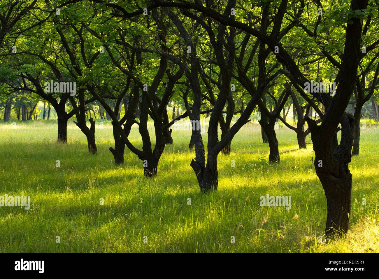 row of abandoned garden trees Stock Photo - Alamy