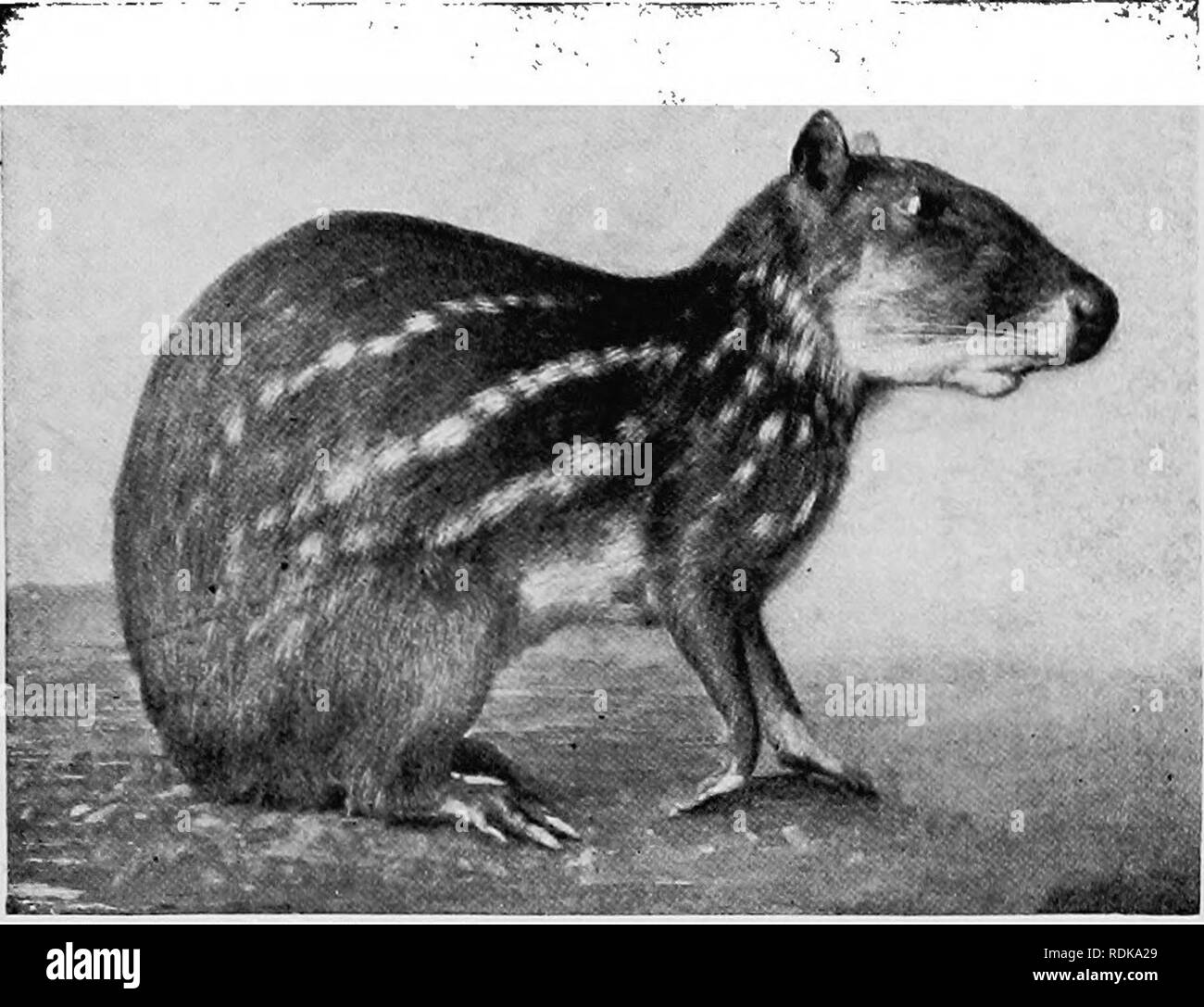 Paca Rodent High Resolution Stock Photography and Images - Alamy