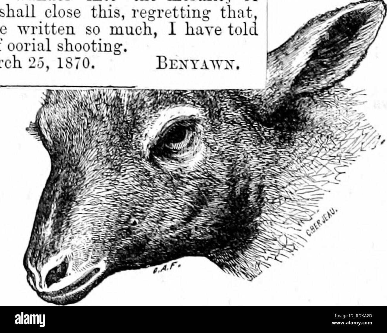 Chinkara Deer Drawing