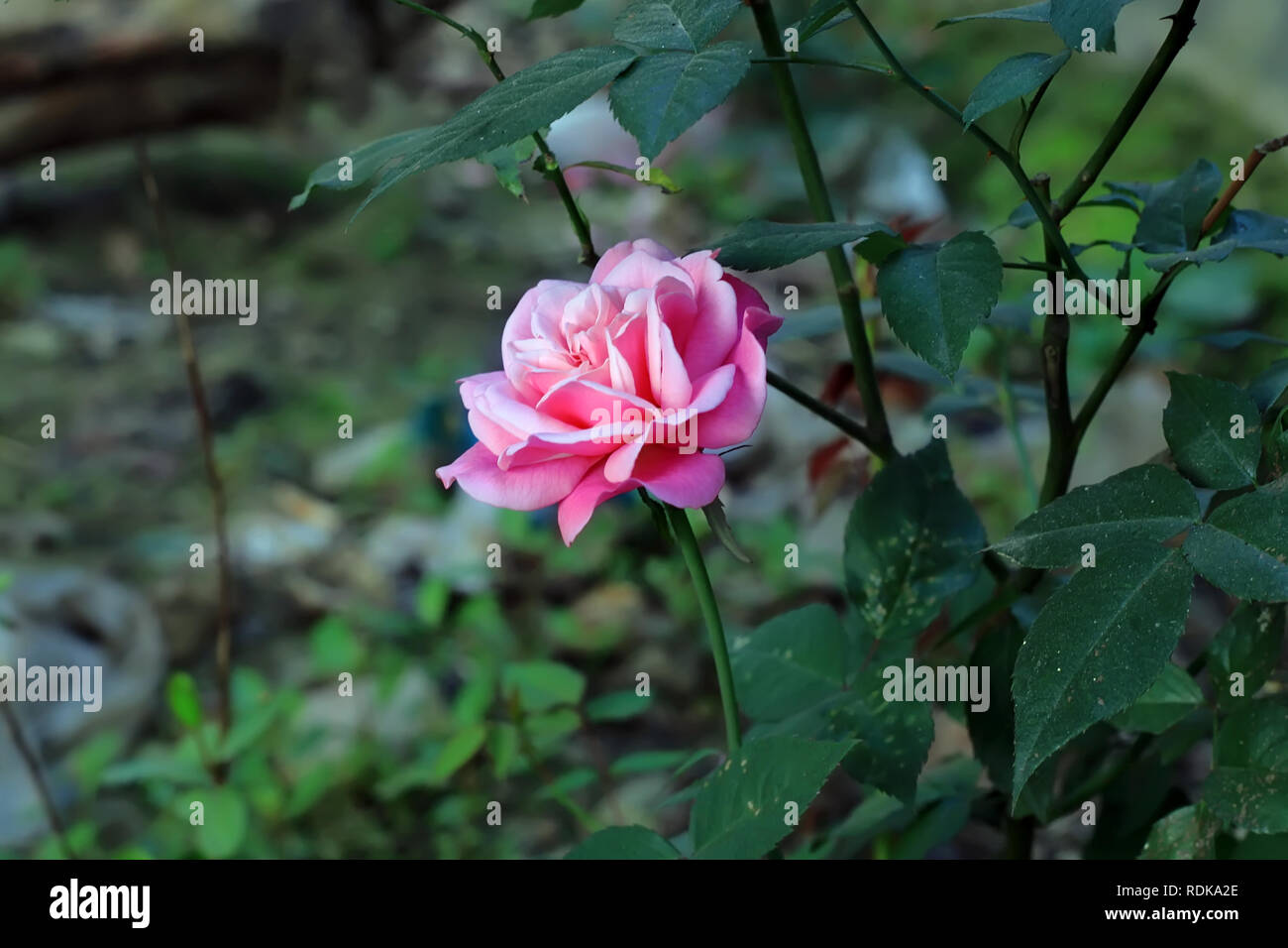 Rose flower wallpaper High Resolution Stock Photography and Images - Alamy