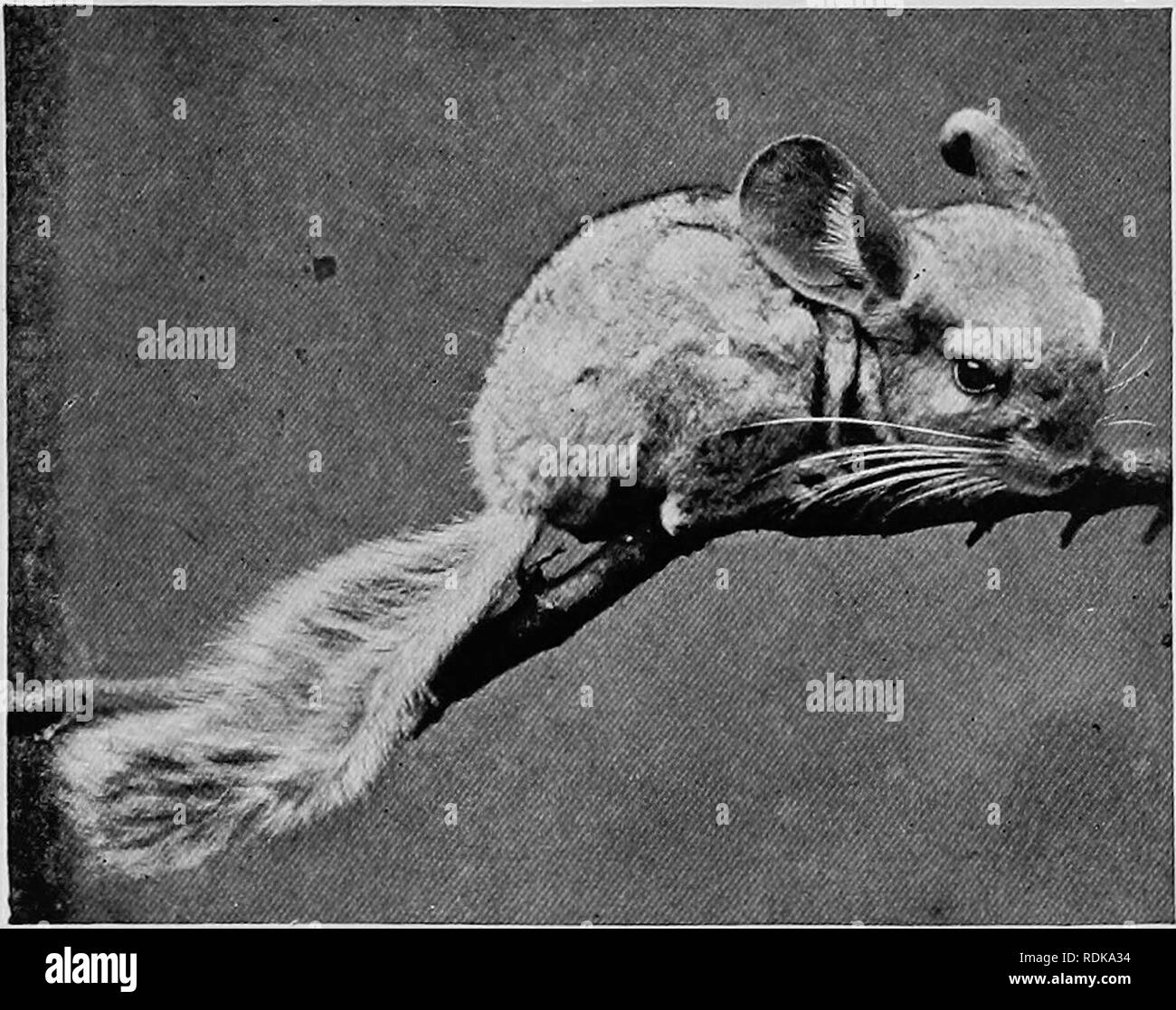 Nocturnal rodents Black and White Stock Photos & Images - Alamy