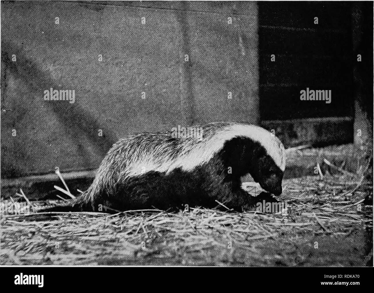 Badger tail Black and White Stock Photos & Images - Alamy
