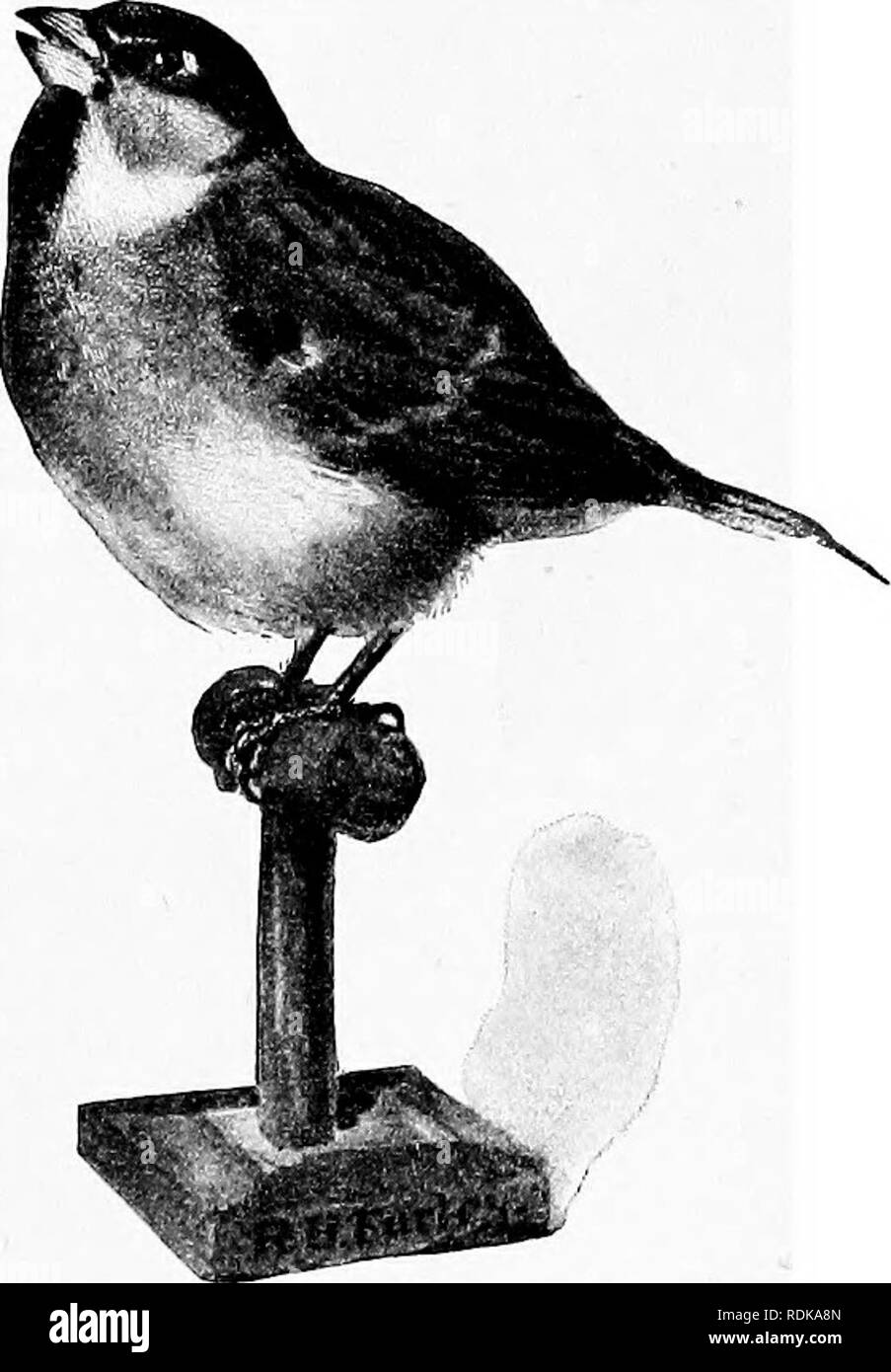 Lifting neck feathers hi-res stock photography and images - Alamy