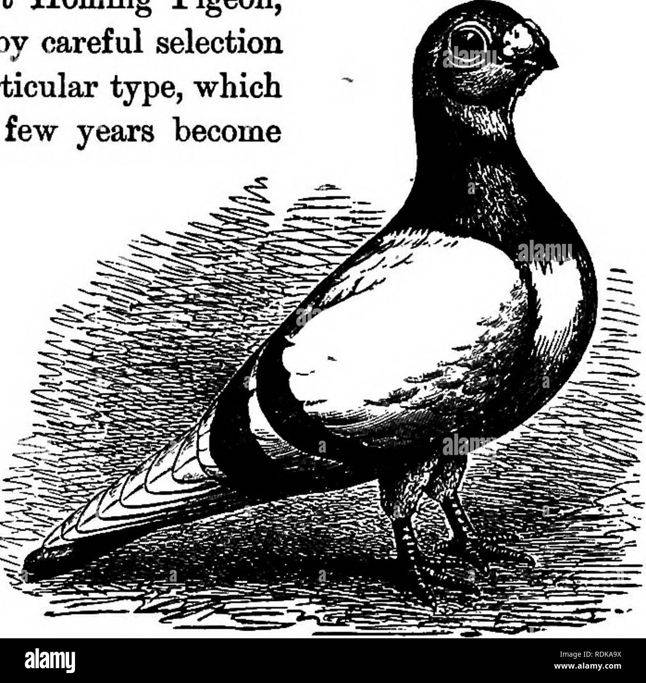 Spot the pigeon Black and White Stock Photos & Images - Alamy