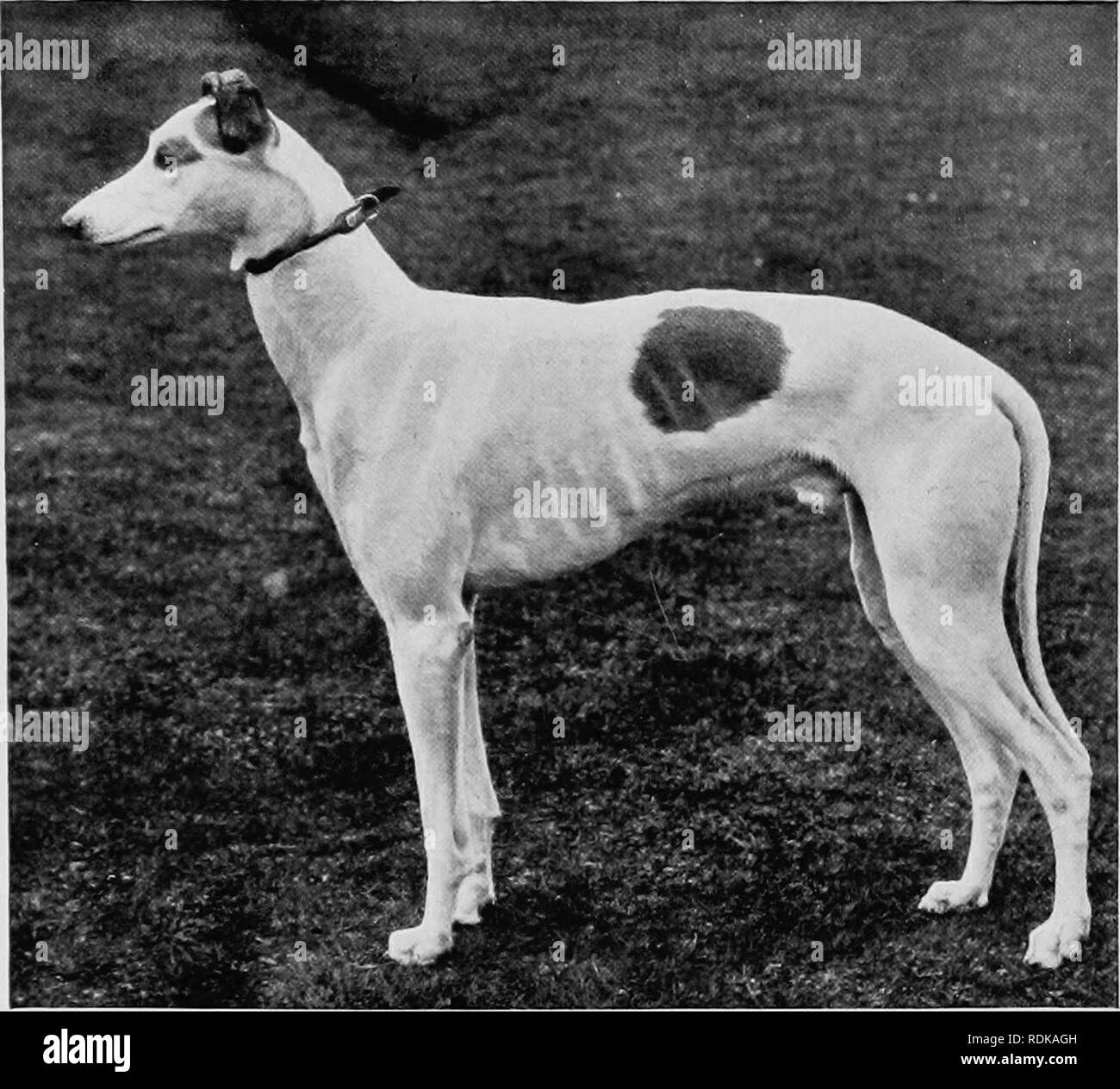Black tan setter Black and White Stock Photos & Images - Alamy