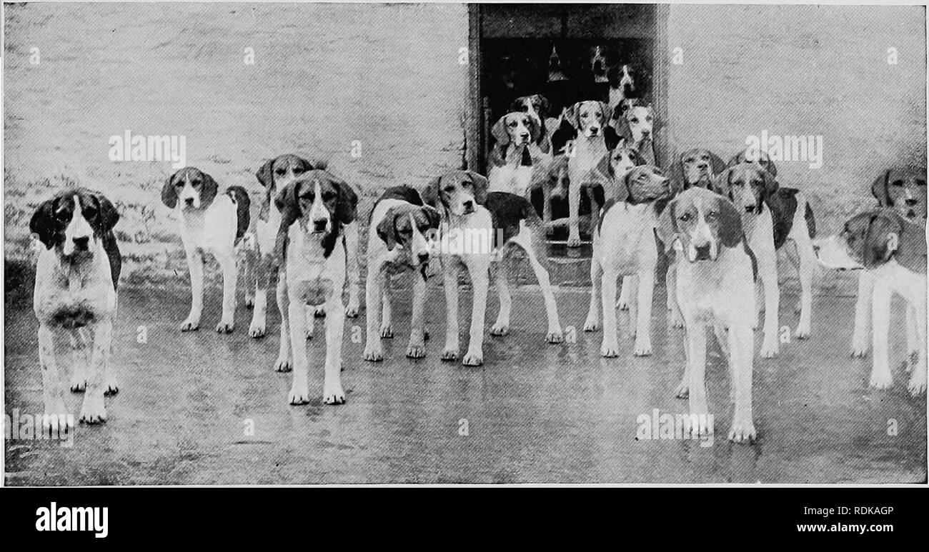 Irish fox hunt hi-res stock photography and images - Alamy