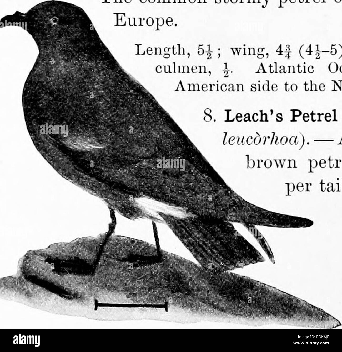 White tipped tail feathers Black and White Stock Photos & Images - Alamy