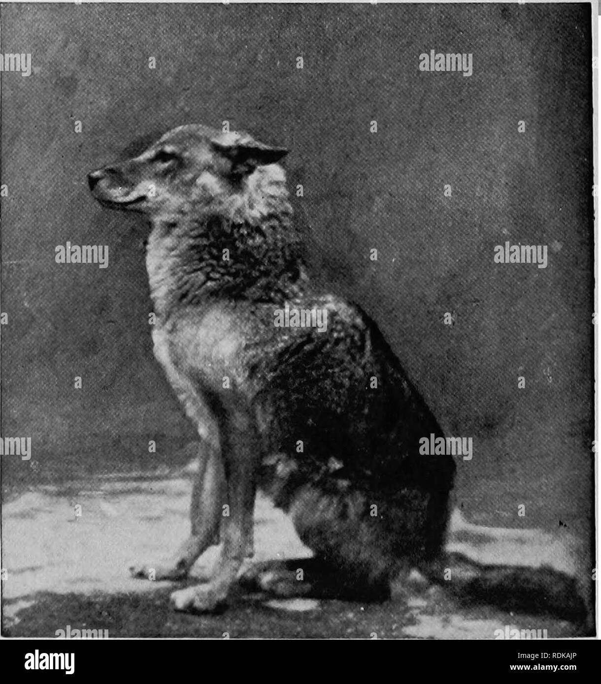 African jackal - masacourses