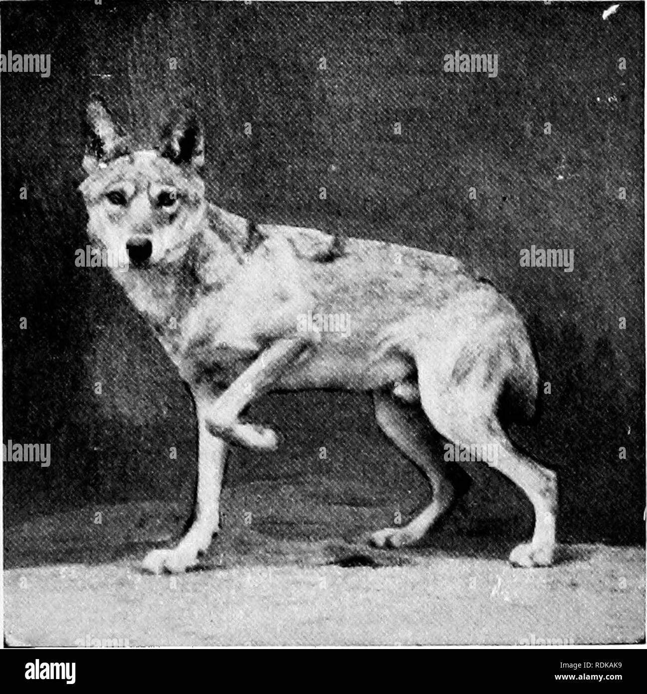 Indian wolf pack hi-res stock photography and images - Alamy