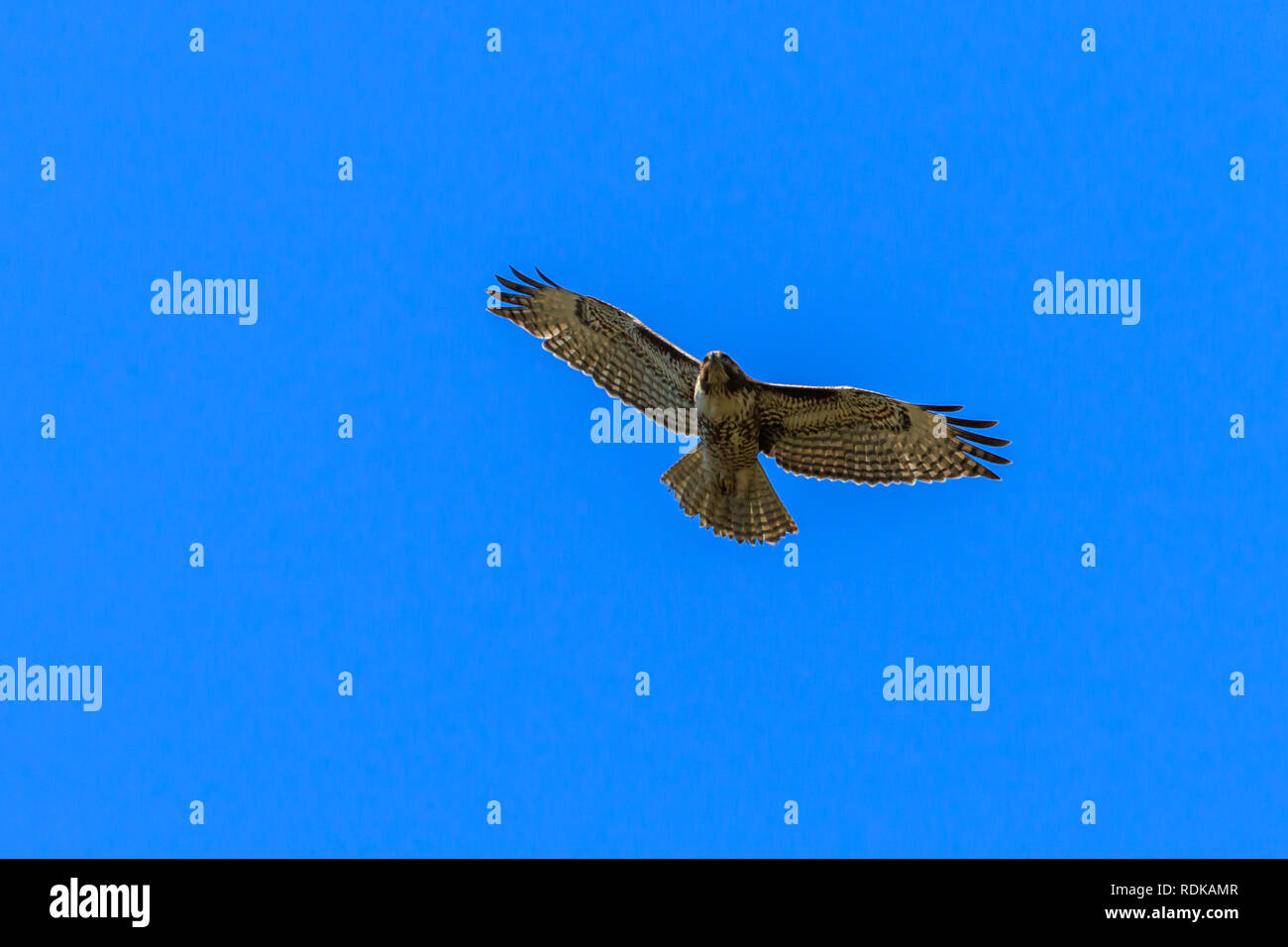 Red-Tailed Hawk soaring against a blue sky background Stock Photo - Alamy