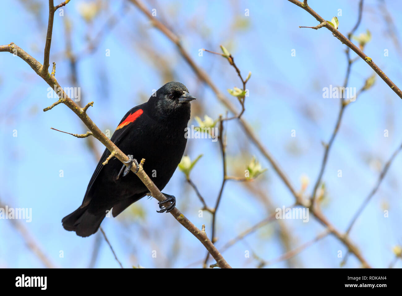 Male red winged blackbird hi-res stock photography and images - Alamy