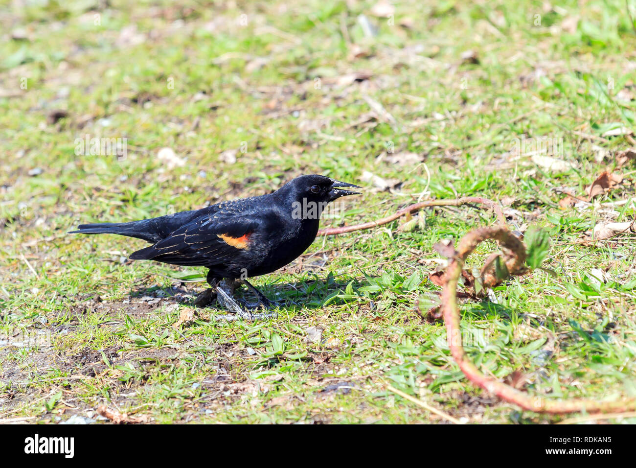 Male Red Winged Blackbird on the ground hunting for food Stock Photo ...