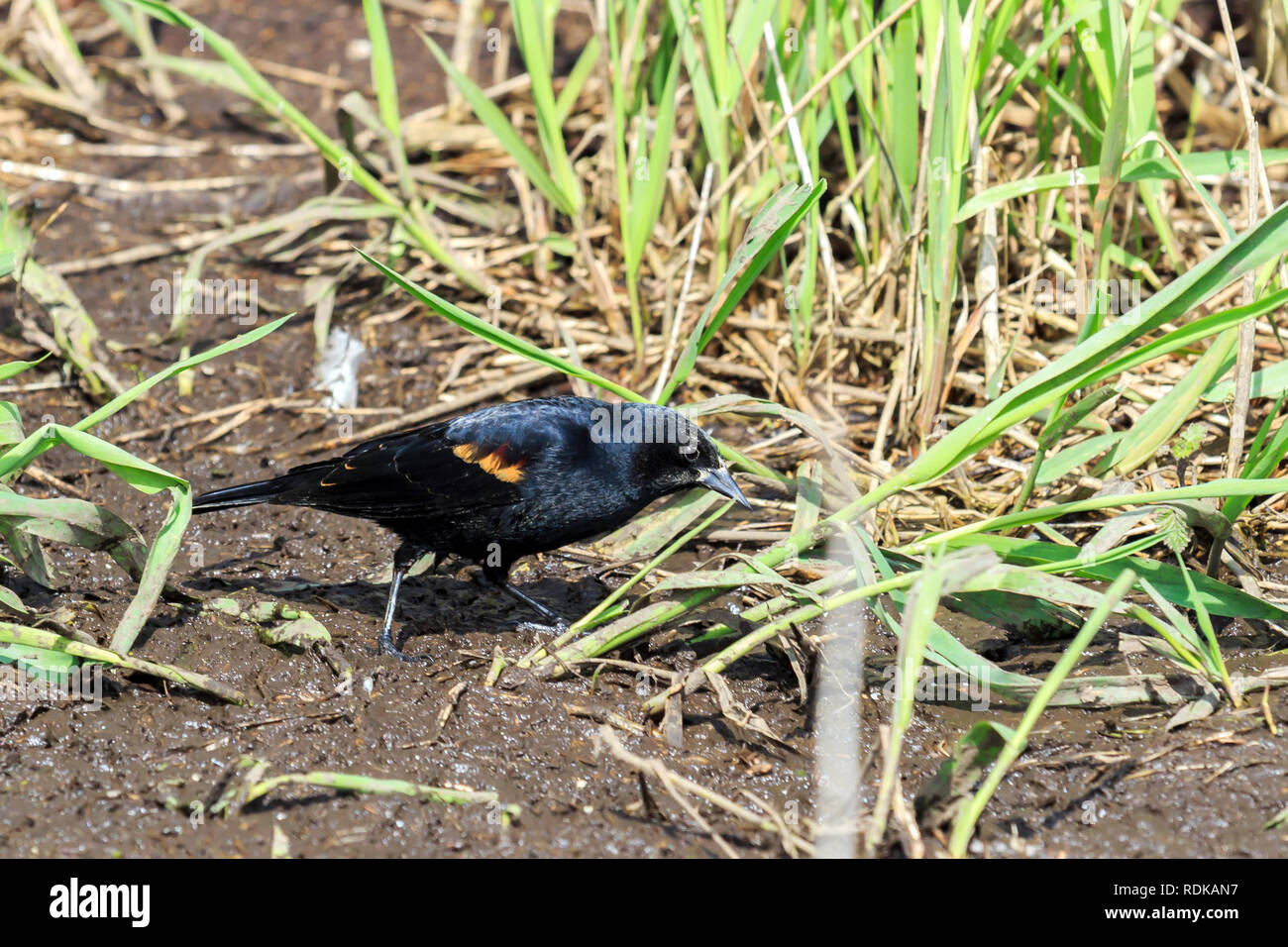 Male red winged black bird hi-res stock photography and images - Alamy