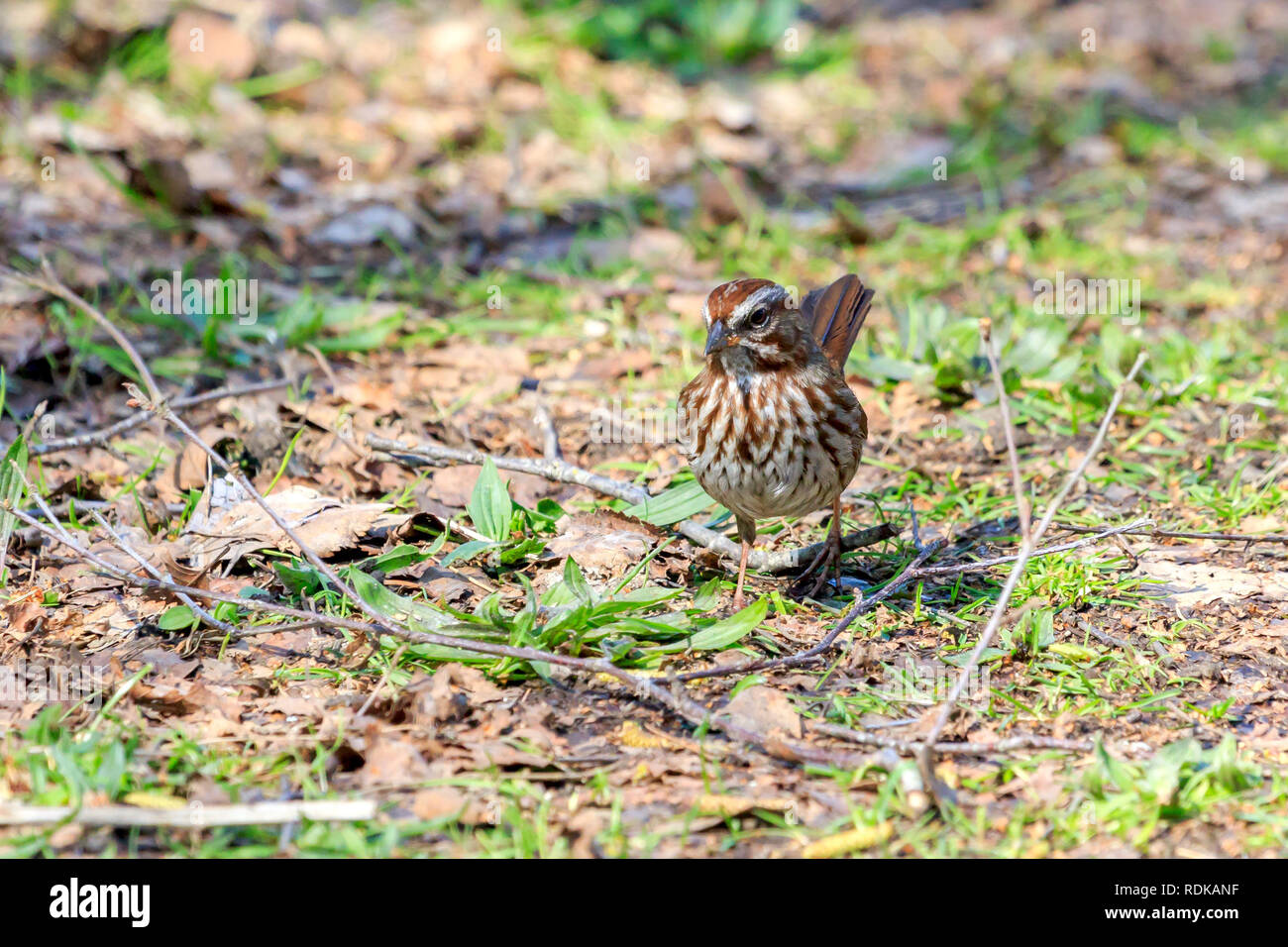 Redwing on ground hi-res stock photography and images - Alamy