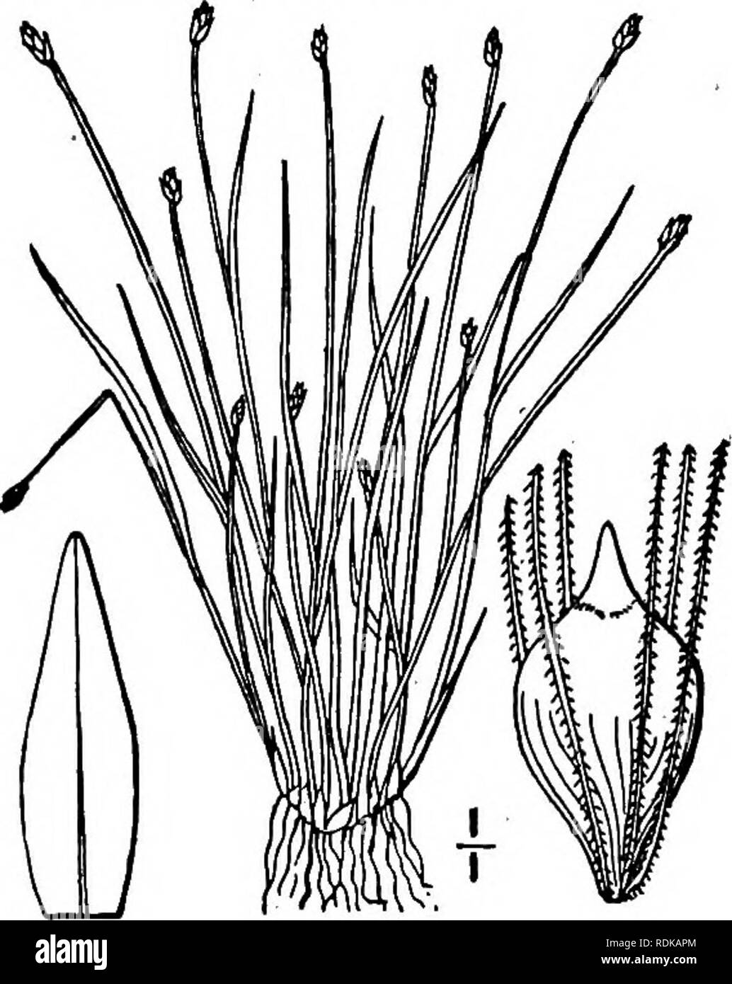 Capitate sedge Black and White Stock Photos & Images - Alamy