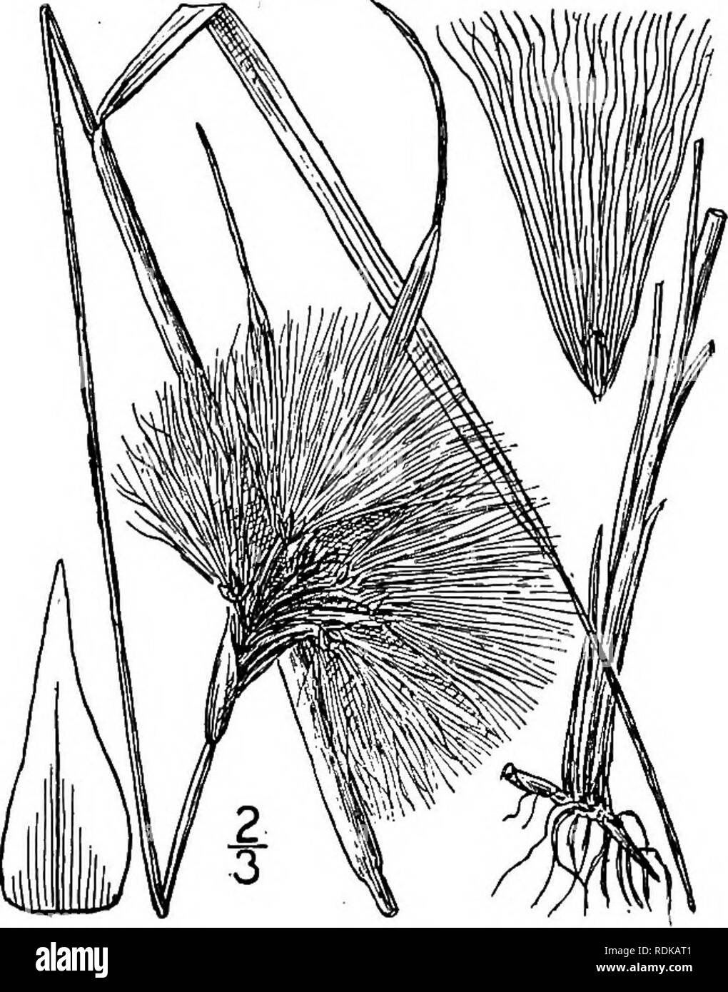 . An illustrated flora of the northern United States, Canada and the ...