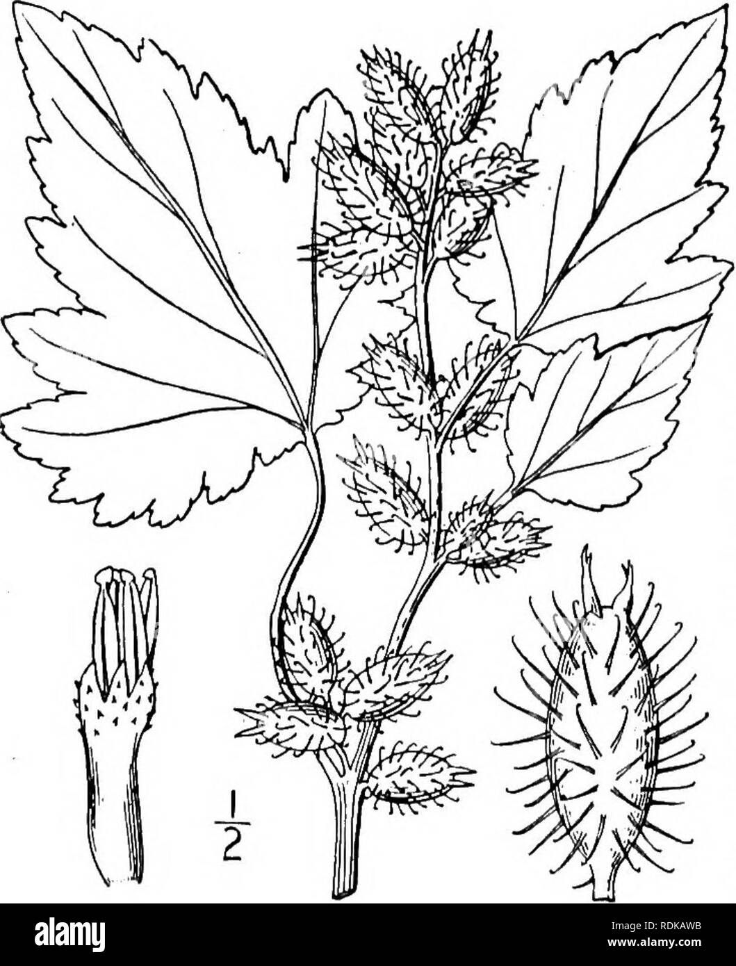 Xanthium pennsylvanicum hi-res stock photography and images - Alamy