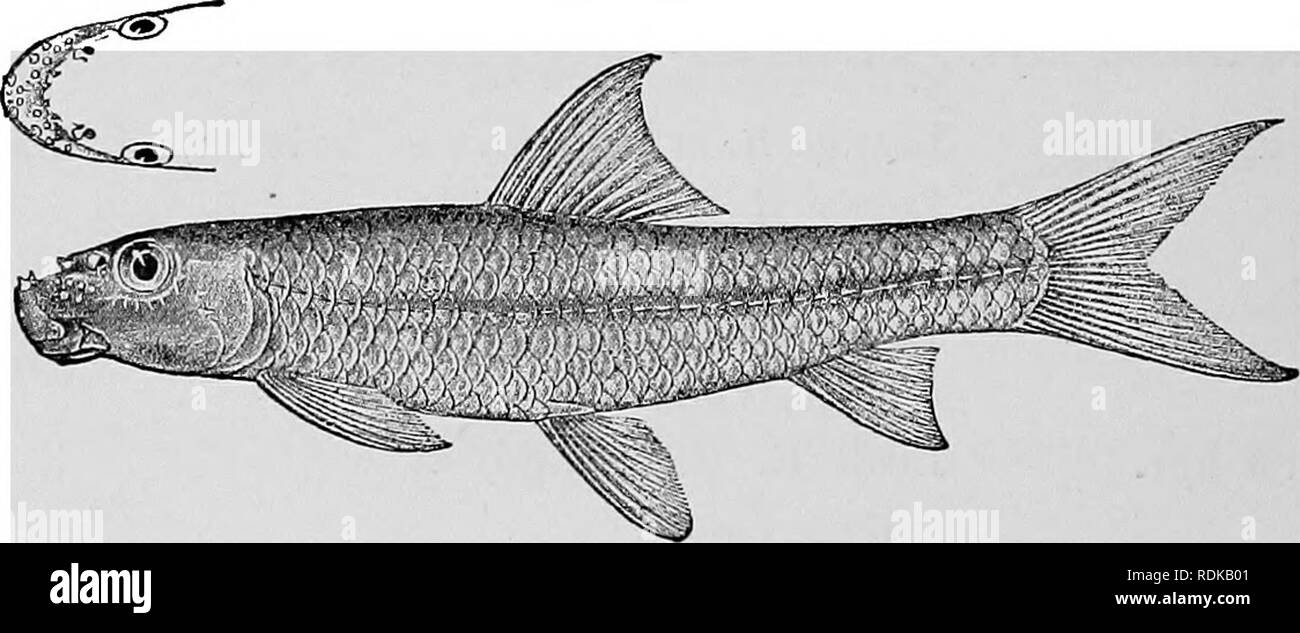 Denticulation High Resolution Stock Photography and Images - Alamy