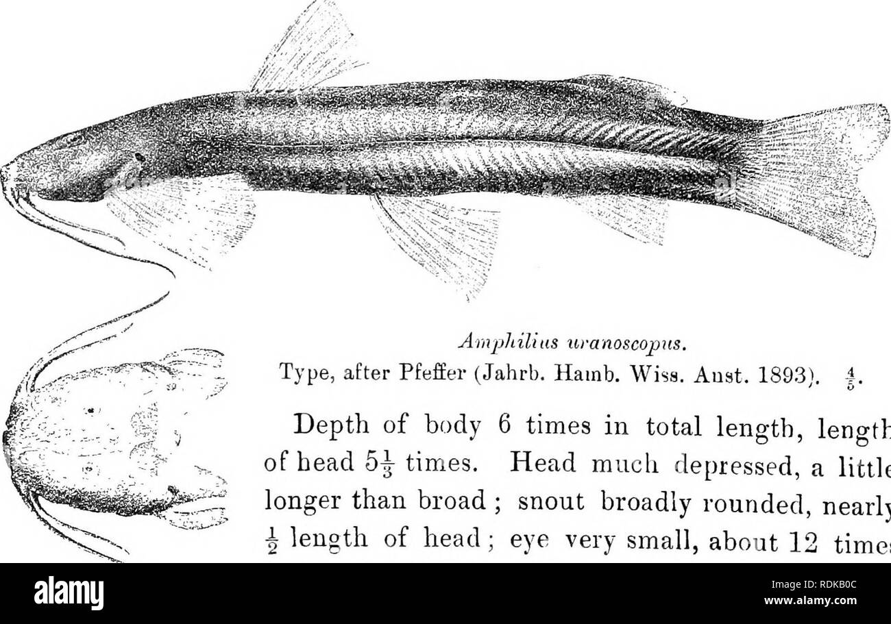 Maxillary barbel Black and White Stock Photos & Images - Alamy