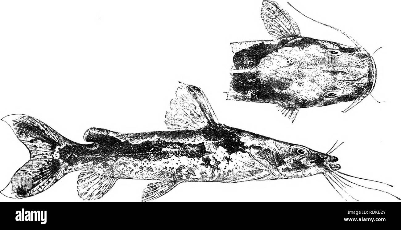 Anterior nasal spine Black and White Stock Photos & Images - Alamy