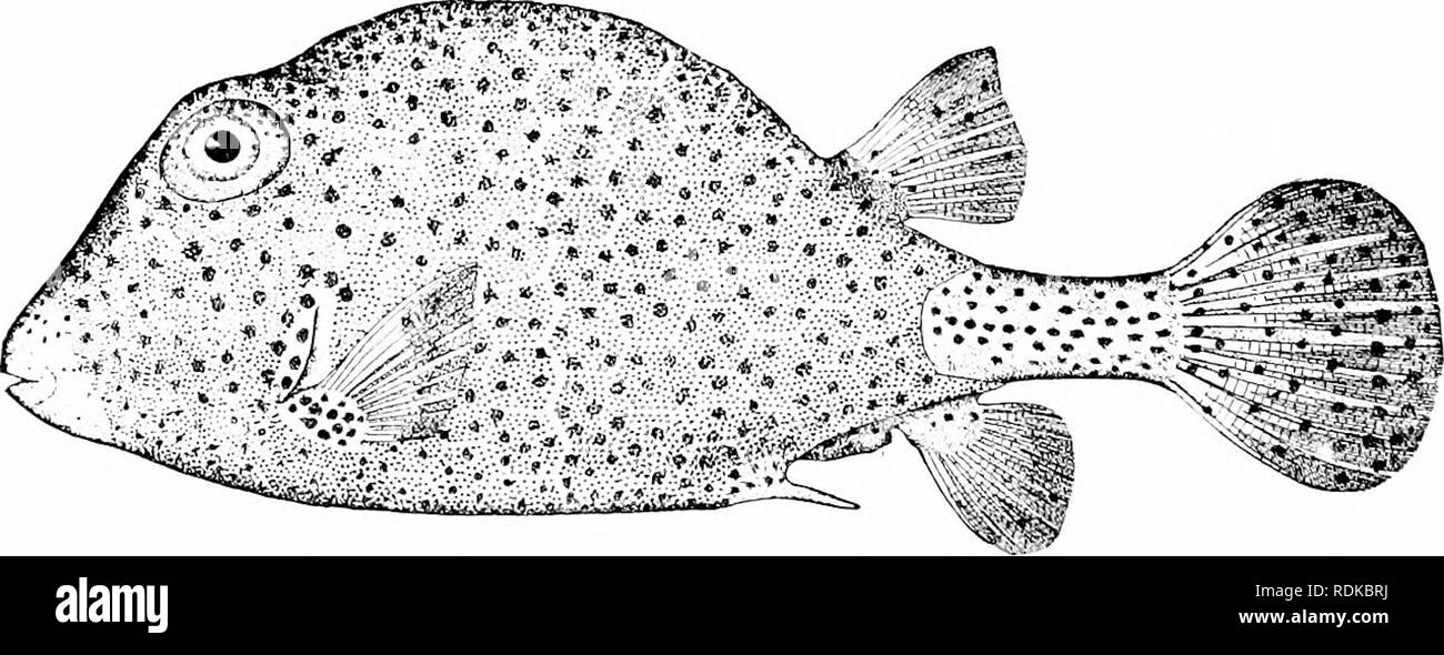 Spotted trunkfish Black and White Stock Photos & Images - Alamy