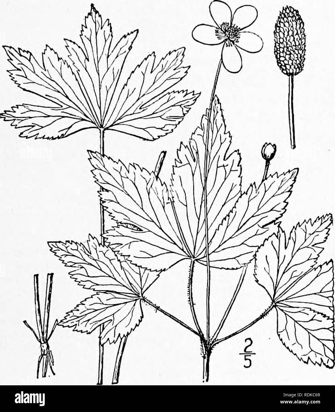 Obovate oblanceolate leaves hi-res stock photography and images - Alamy