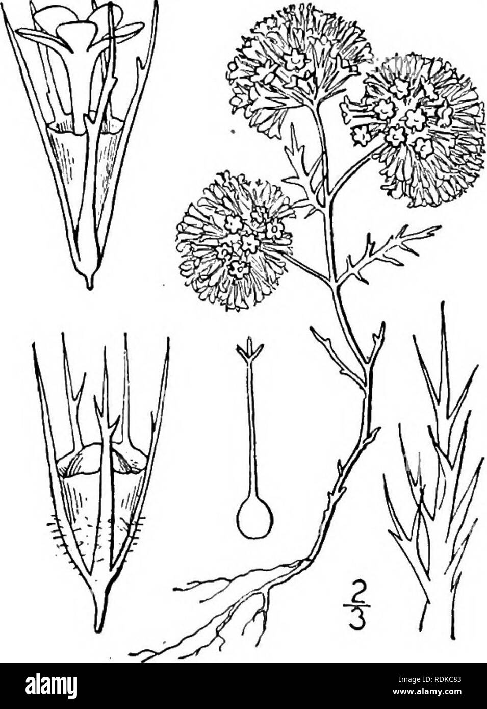 . An illustrated flora of the northern United States, Canada and the ...