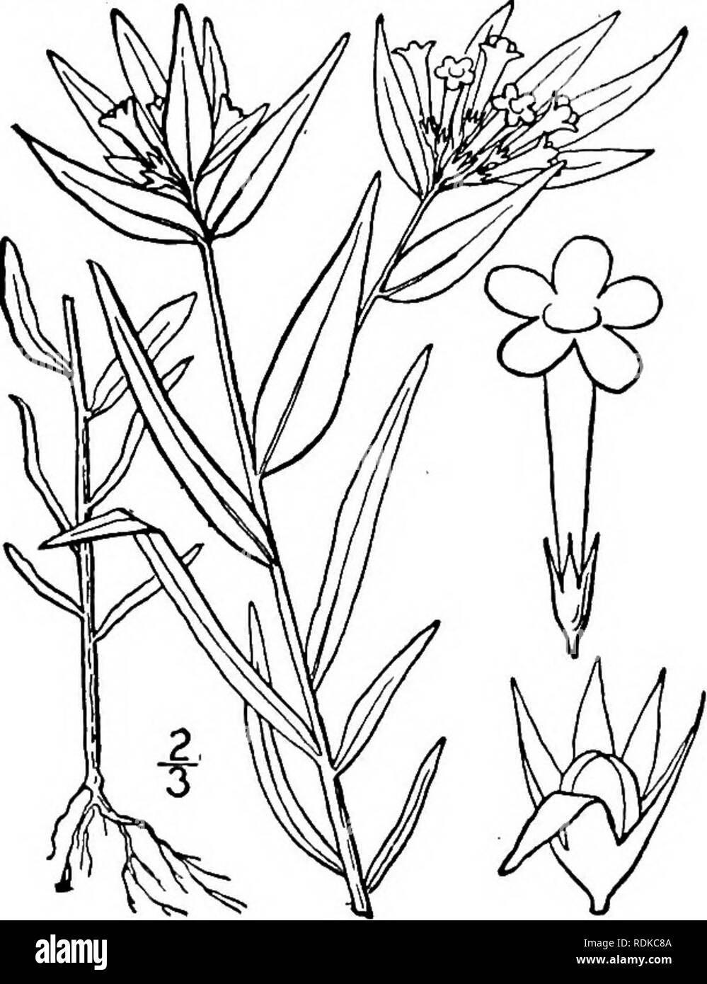 . An illustrated flora of the northern United States, Canada and the ...