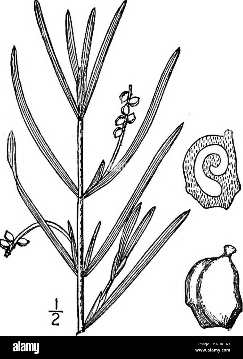 Mucronate Black and White Stock Photos & Images - Alamy