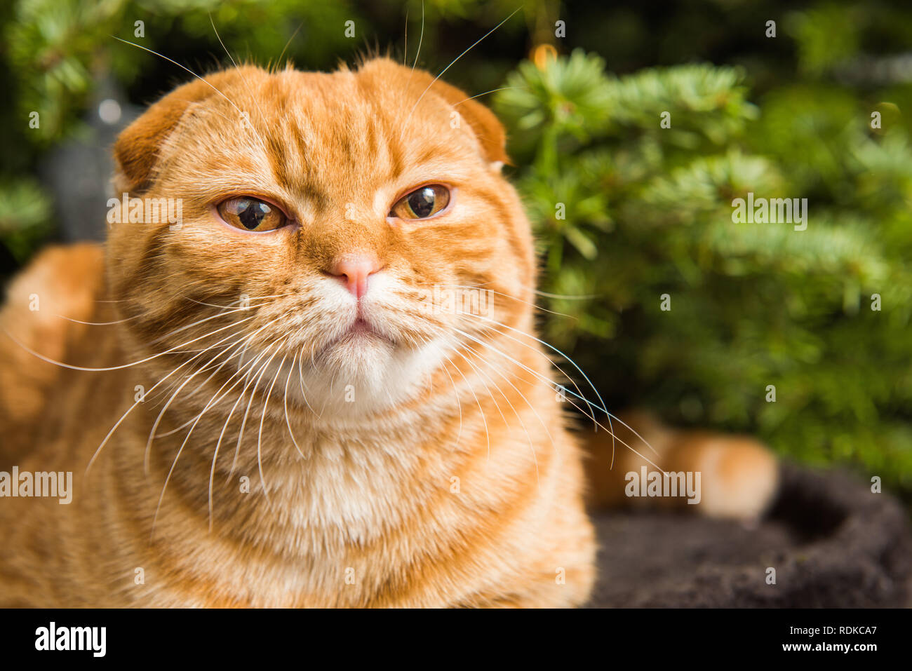 Beautiful Scottish Fold red cat near Christmas tree Stock Photo - Alamy