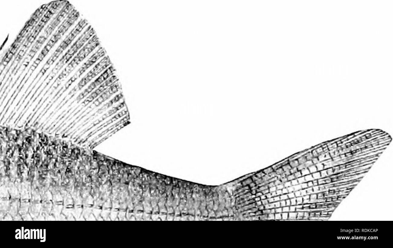 Ctenoid Scales High Resolution Stock Photography and Images - Alamy