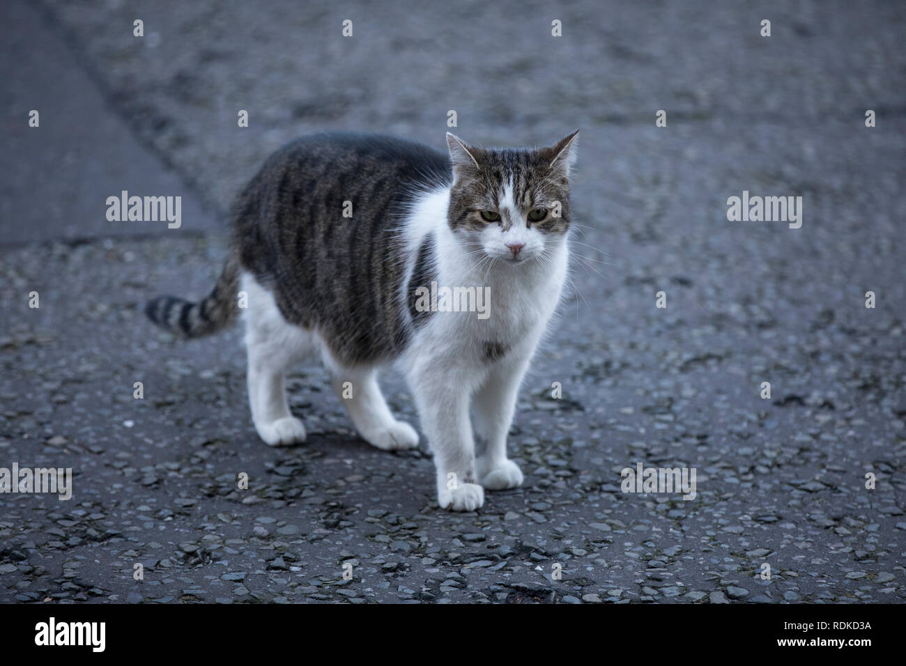 Larry the 10 Downing Street cat and Chief Mouser to the Cabinet Office ...