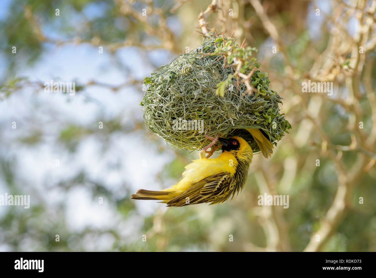 Southern Masked-weaver - Ploceus velatus, beautiful yellow black faced ...