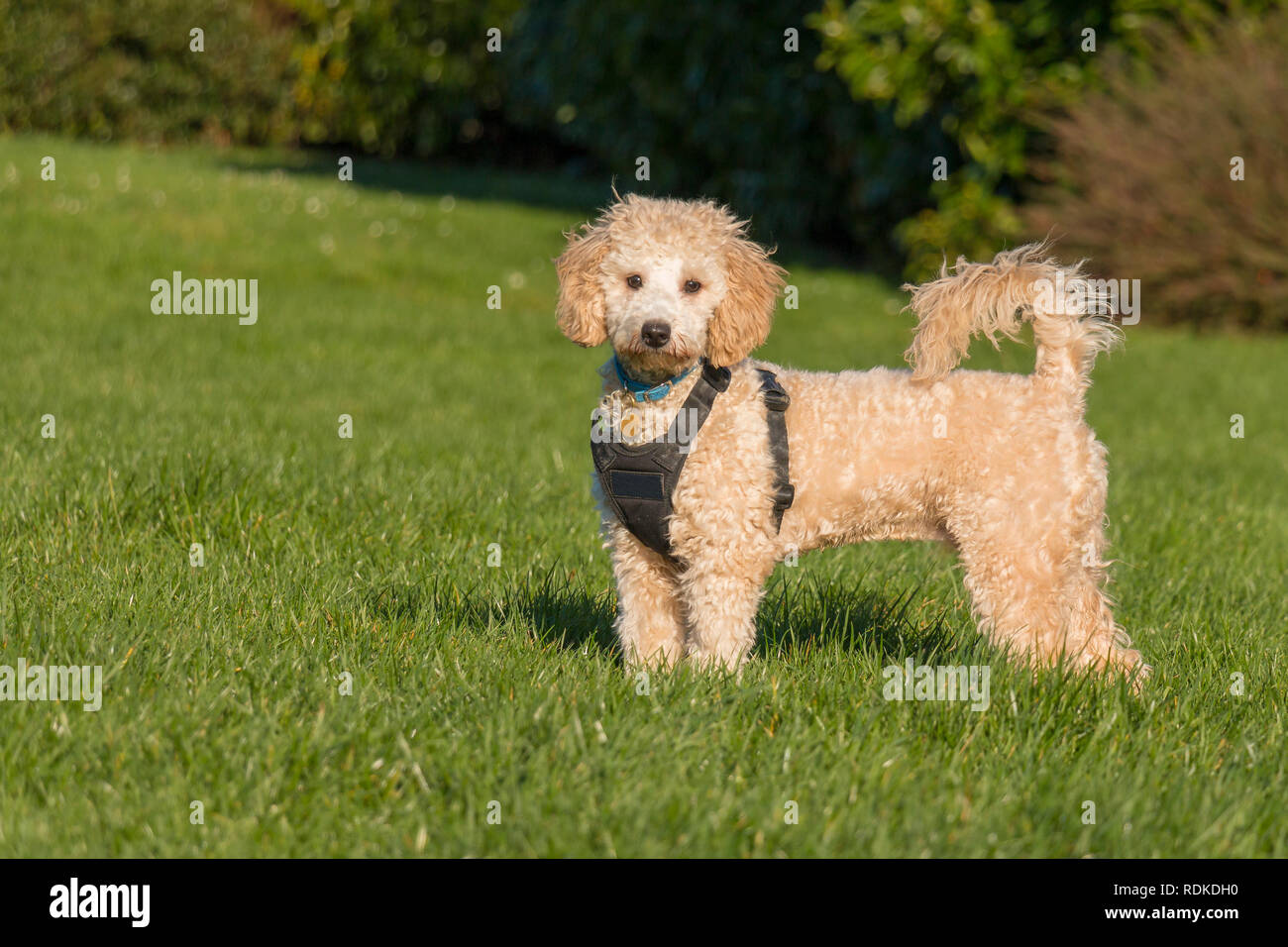 Bichon Poodle Stock Photos & Bichon Poodle Stock Images - Alamy