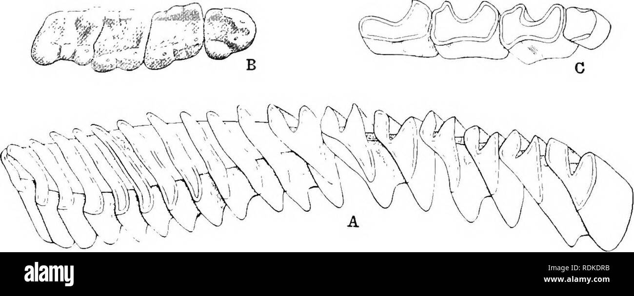 . The Cambridge natural history. Zoology. 460 INCISOR AND MOLAR TEETH ...