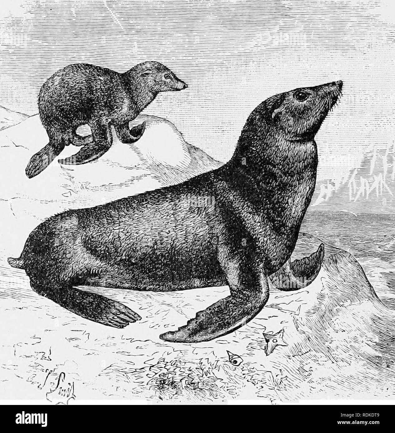 . The Cambridge natural history. Zoology. 450 CHARACTERS OF SEA-LIONS ...