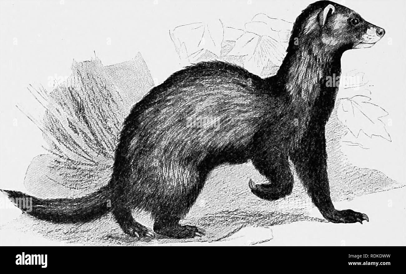 Arctoidea hi-res stock photography and images - Alamy