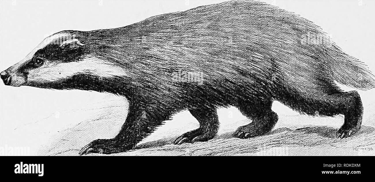 New world badger Black and White Stock Photos & Images - Alamy