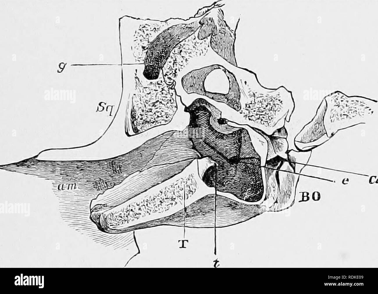 Swollen tips hi-res stock photography and images - Alamy