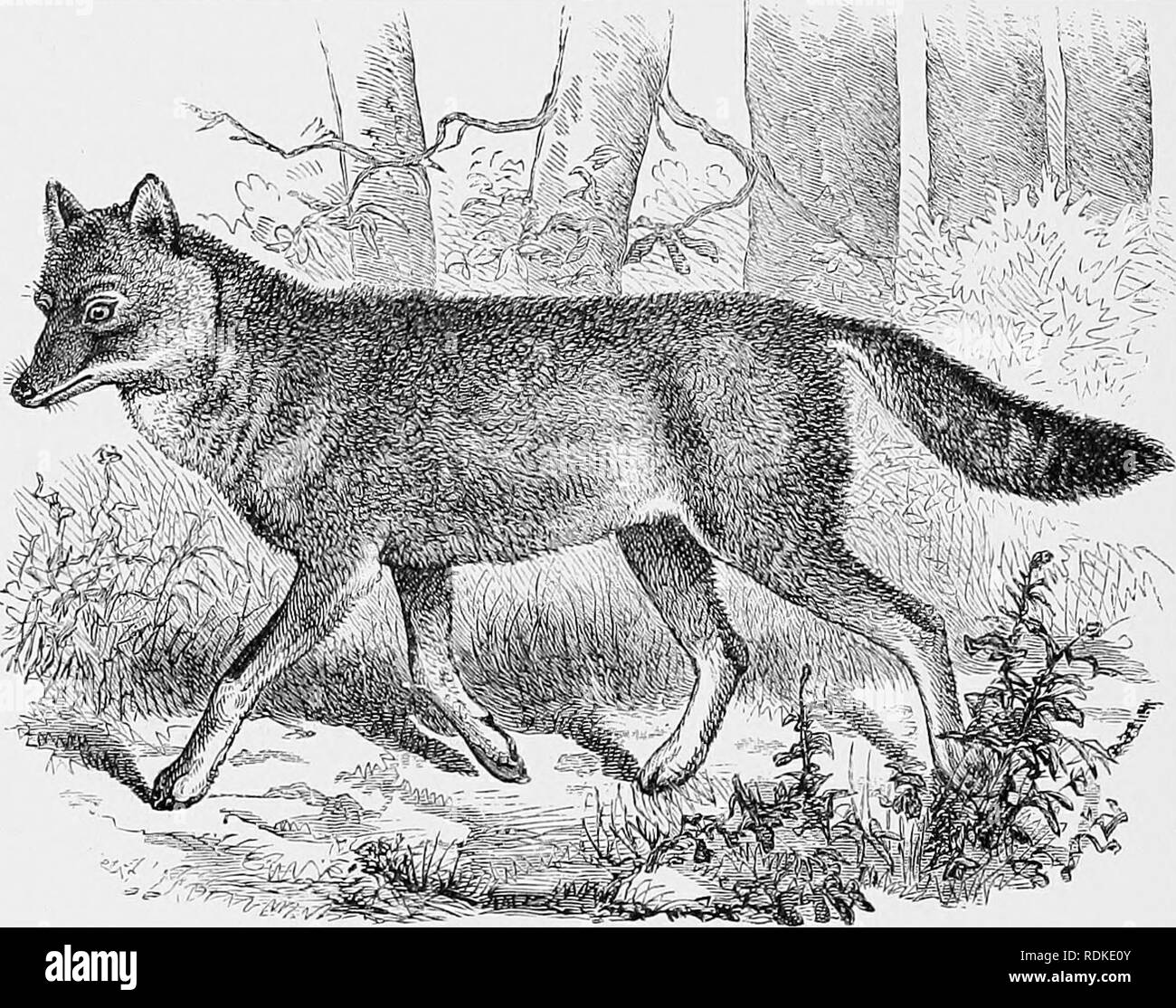 . The Cambridge natural history. Zoology. 4i8 CHARACTERS OF FOXES the ...