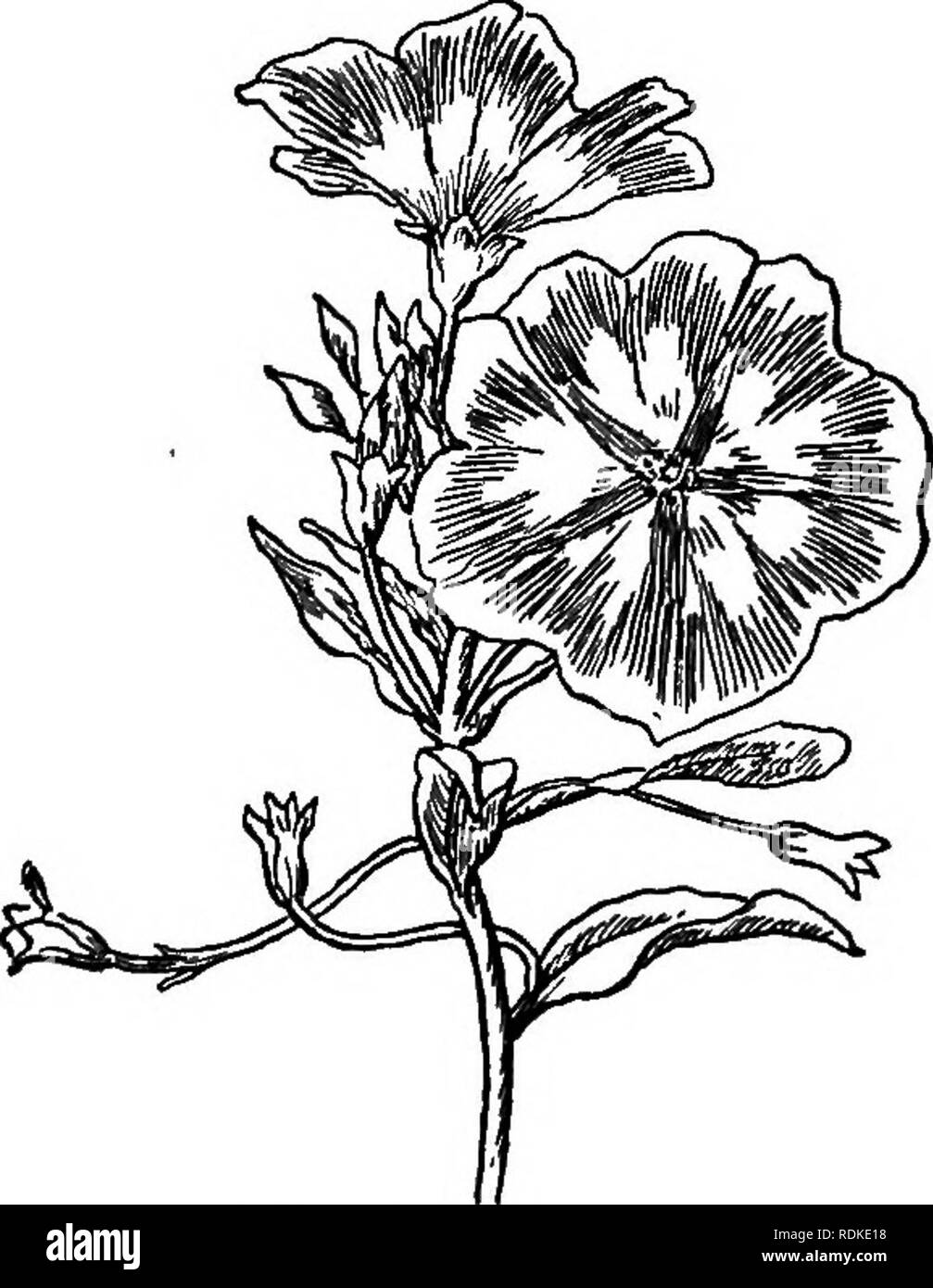 Hastate leaves Black and White Stock Photos & Images - Alamy